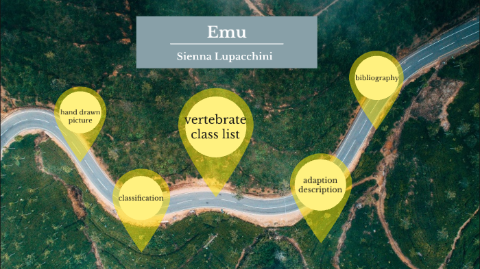Emu classification by Sienna Lupacchini on Prezi