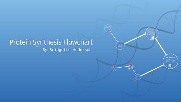 Protein Synthesis Flowchart by Bridgette Anderson on Prezi