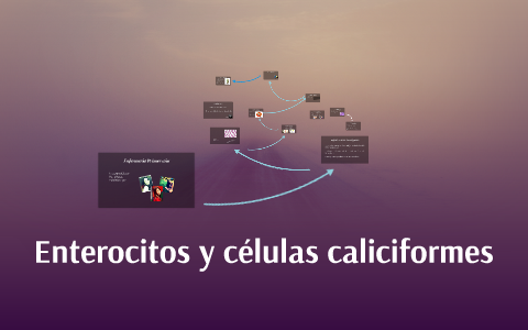 Enterocitos y células caliciformes by Gabriela Martinez on Prezi