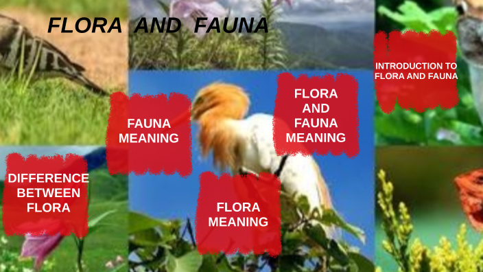 flora and fauna by Fathima Fahma on Prezi