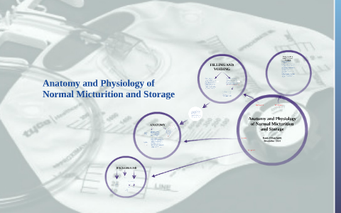 Anatomy and Physiology of Normal Micturition and Storage by Daniel ...