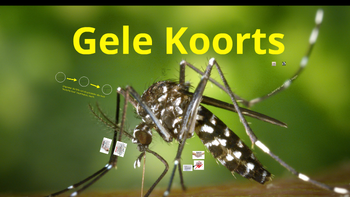Gele Koorts by Jony Tanghe on Prezi
