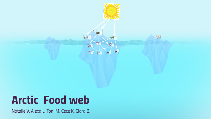 Arctic Food web by Natalie Vesely on Prezi