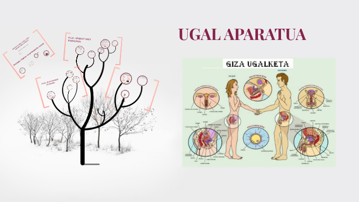 UGAL APARATUA by Oihane Perez on Prezi