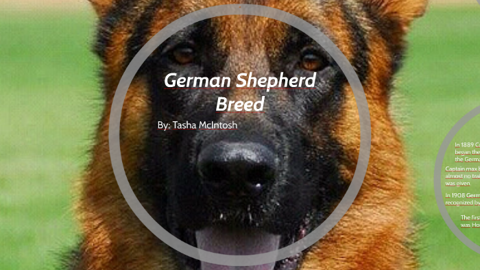 German Shepherd by Tasha Mcintosh