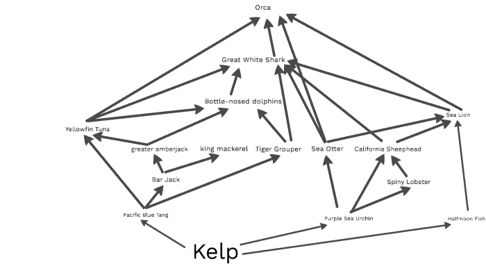 Kelp Forest Food Web by Jacob Moore on Prezi