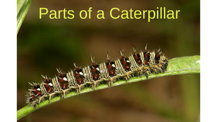 Parts of a Caterpillar by Jordan Murphy on Prezi