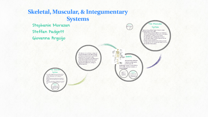 Skeletal, Muscular, & Integumentary Systems by Giovanna Arguijo on Prezi
