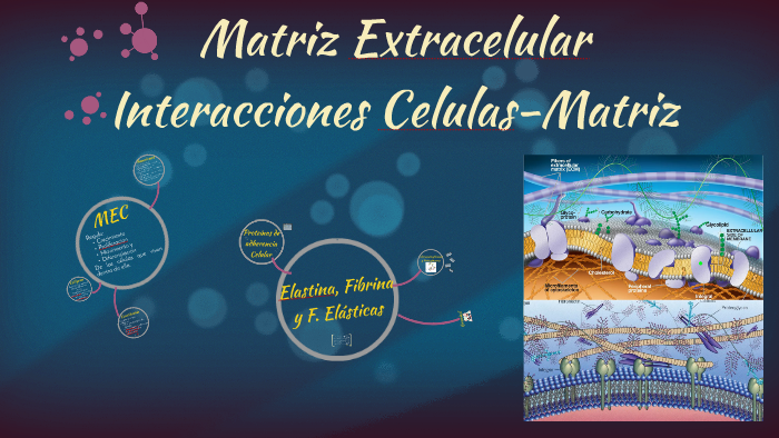 Matriz Extracelular by Shindy Otaku on Prezi