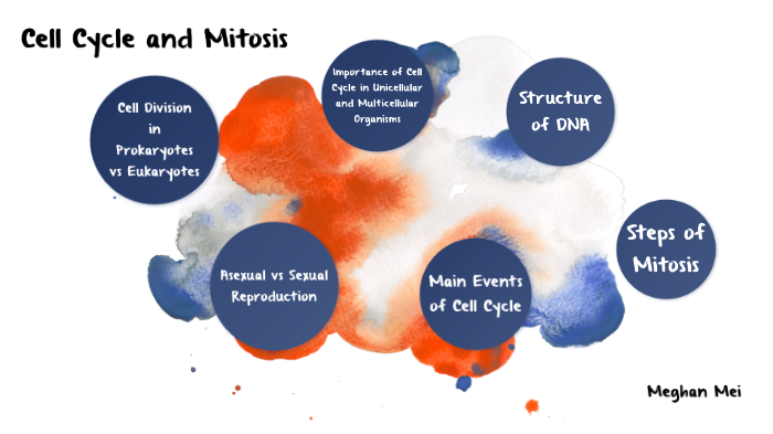 Cell Cycle and Mitosis by Meghan Mei on Prezi