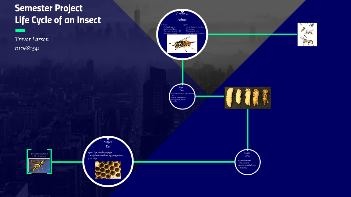 Complete Metamorphosis of a Wasp by Trevor Larson on Prezi
