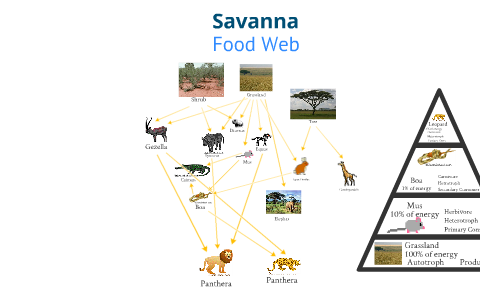 Savanna Food Web by Jake Dillon on Prezi