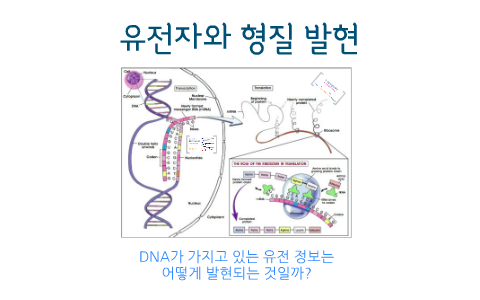 유전자와 형질발현 by min han on Prezi