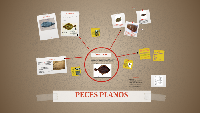 PECES PLANOS by wendy salazar on Prezi