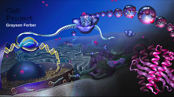 Anatomy Cell Project by Graysie Ferber on Prezi