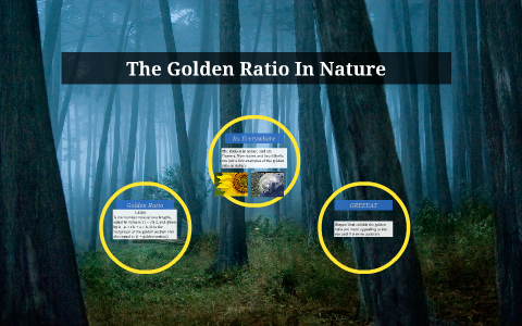 The Golden Ratio In Nature by Kevin Mendez