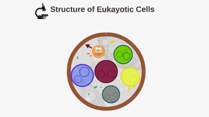Structure of Eukayotic Cells by Joseph Raby