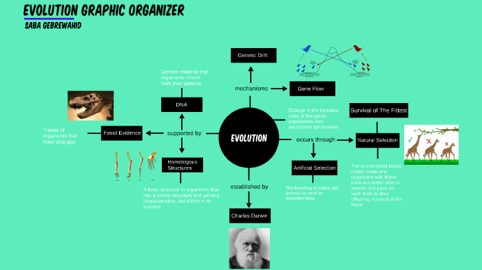 Evolution Graphic Organizer by Saba Gebrewahid on Prezi
