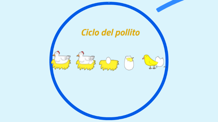 Ciclo del pollito by alan bosco on Prezi