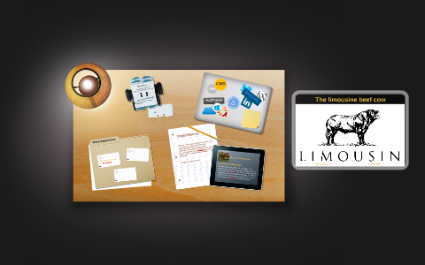 The limousine beef cow by travis frey on Prezi