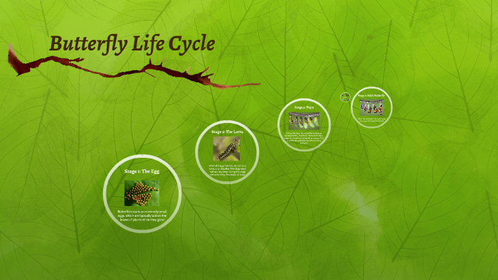 Butterfly Life Cycle by Jessica Woosley on Prezi