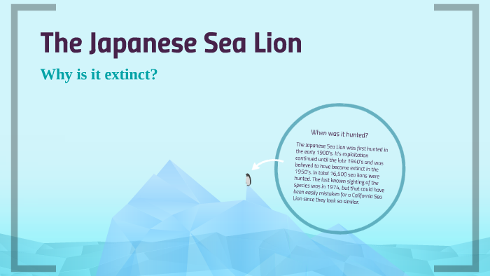 The Japanese Sea Lion by Justin Hewitt on Prezi