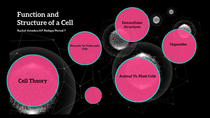 Structure and Function of a Cell by Rachel Amedee on Prezi