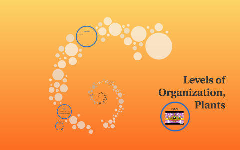 Levels of Organization, Plants by Stephanie Chandel on Prezi