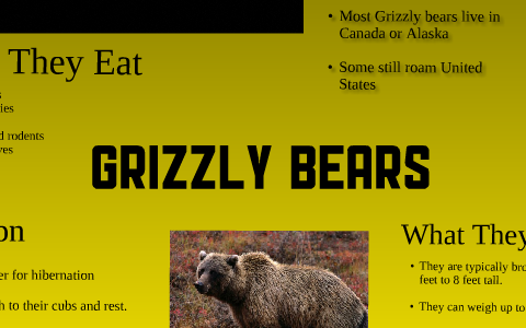 The Grizzly Bear by Bryce Coy