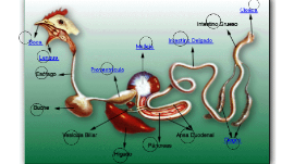 Anatomía Interna De Un Pollo ¿Por Qué? (@porque.001) Estabilidad