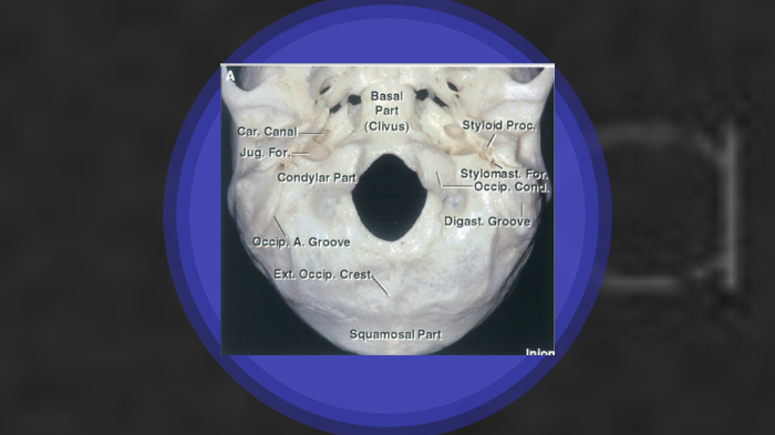 foramen magno by Sergio Heim on Prezi