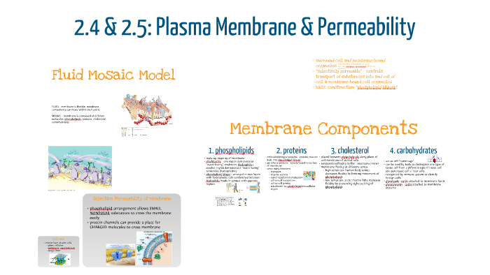 2.4-2.5: Plasma Membrane & Permeability by Kimberly Christian on Prezi