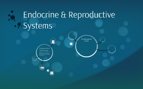 Endocrine & Reproductive Systems by Amanda Collins on Prezi