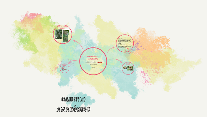 CAUCHO AMAZONICO by camila moreno chuquen on Prezi