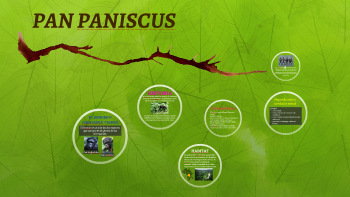 PAN PANISCUS by Elena Bruzzi on Prezi