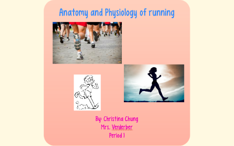 Anatomy and Physiology of running by Christina Chung on Prezi