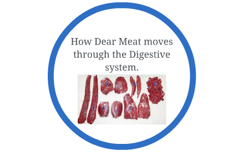 How Dear Meat moves through the Digestive system. by Kyla Rutledge on Prezi