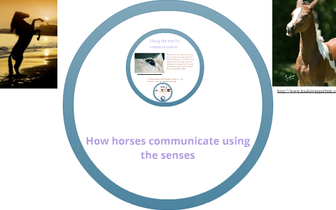 How horses communicate by zoe krendel on Prezi