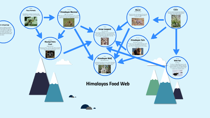 Himalayas Food Web by Carter Cook on Prezi