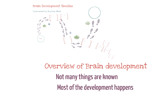Brain Development Timeline by Kaylissa Beale on Prezi