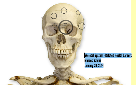 Skeletal System - Related Health Careers by Marcos Valdez on Prezi