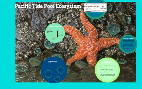 Tide Pool Ecosystem by Maddy H on Prezi