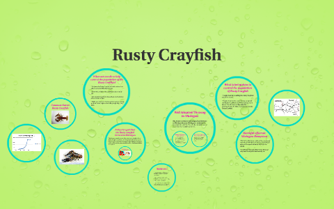 Rusty Crayfish by Honors Biology on Prezi
