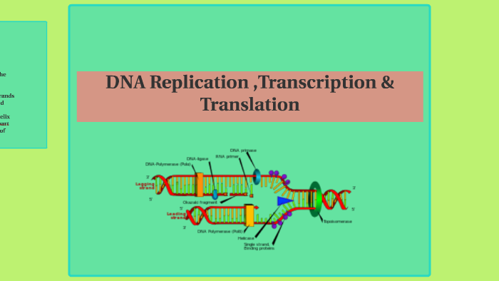 DNA replication,Transciption and Translation by Anginet Vargas on Prezi