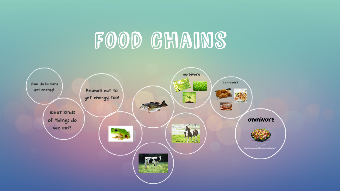 Food Webs by rachel brown on Prezi