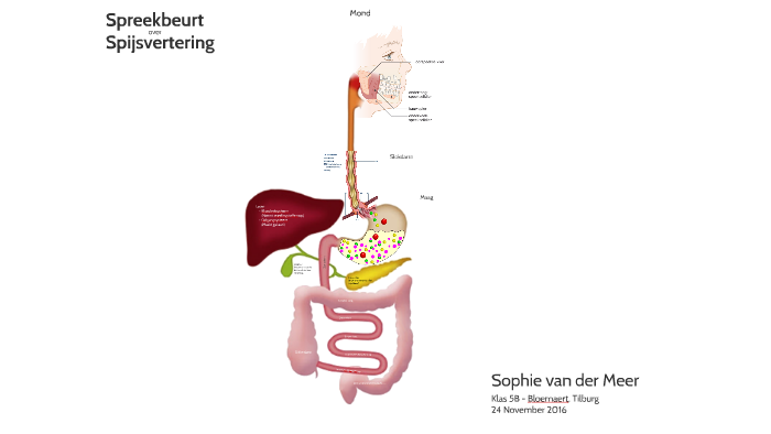 Spreekbeurt spijsvertering by Harvey van der Meer on Prezi