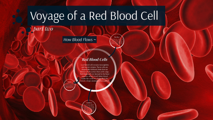 Voyage of a Red Blood Cell by Jade McDaniel