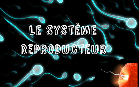 le systeme reproducteur by ashlee king on Prezi