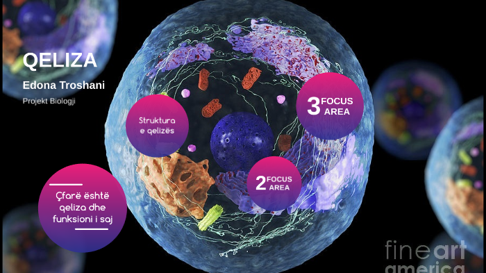 QELIZA - Projekt Biologji by Edona Troshani on Prezi
