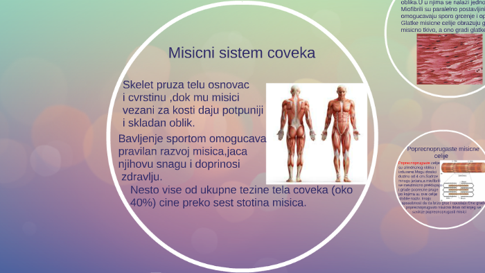 MISICNI SISTEM by Ksenija Ristic on Prezi